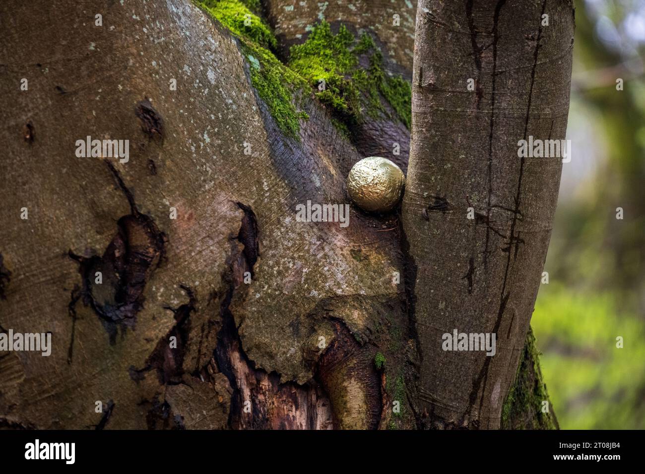 An easter egg wrapped in foil and hidden in a tree, Easter egg treasure ...