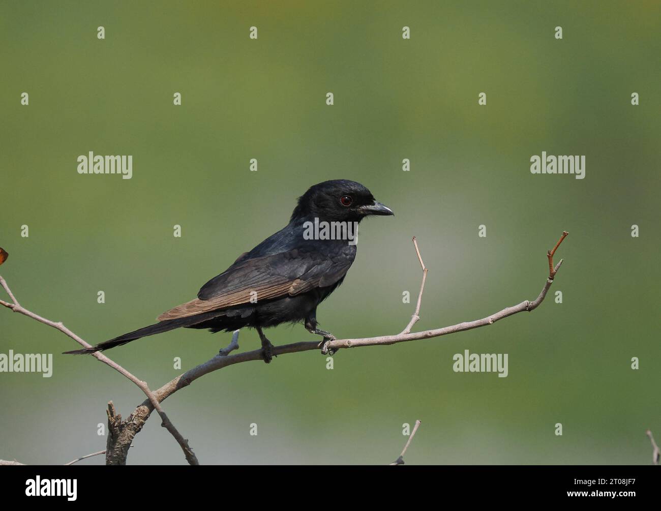 Fork tailed drongo are a common breeding bird in the Okavango Delta ...