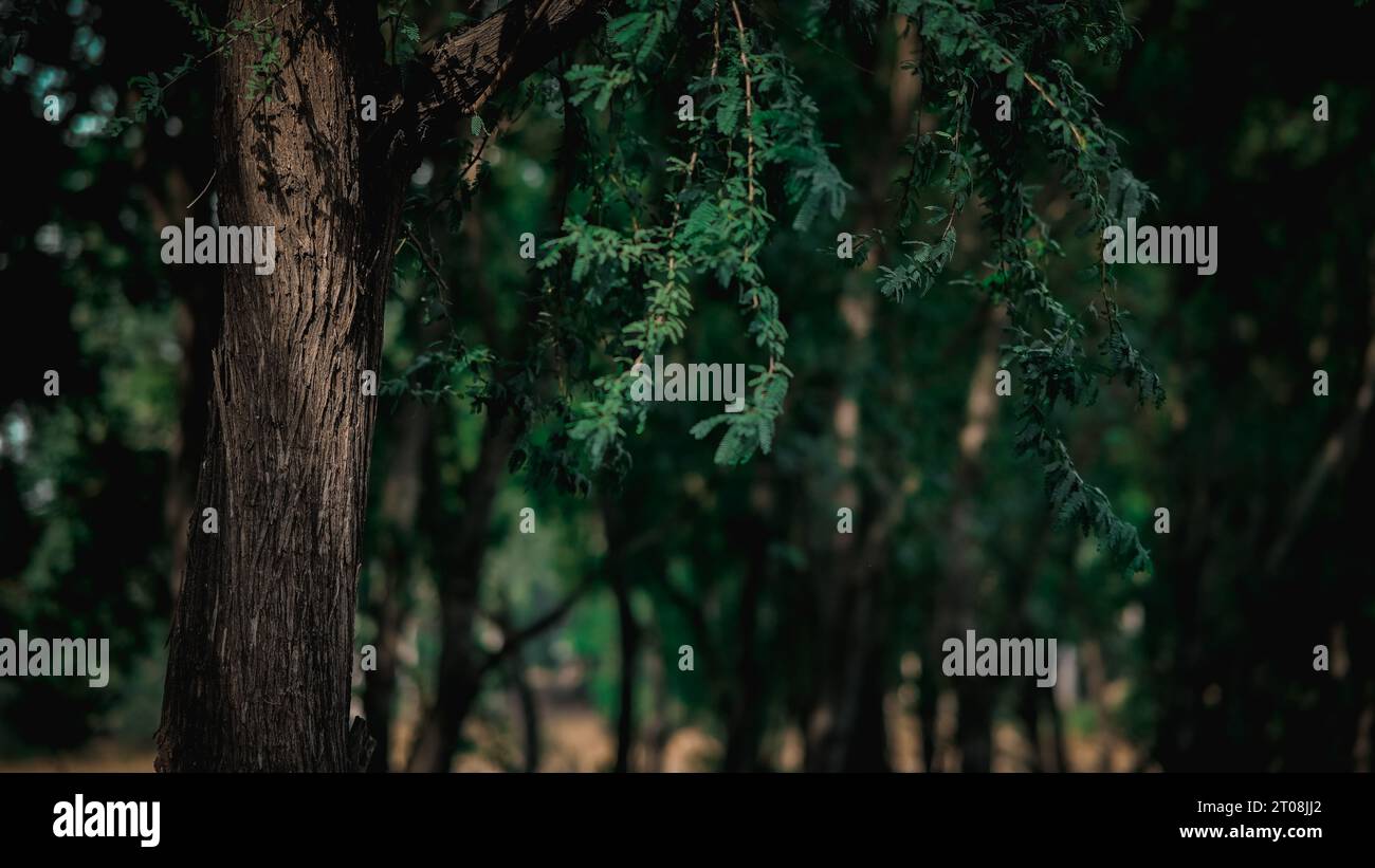 tree with so many secrets Stock Photo - Alamy