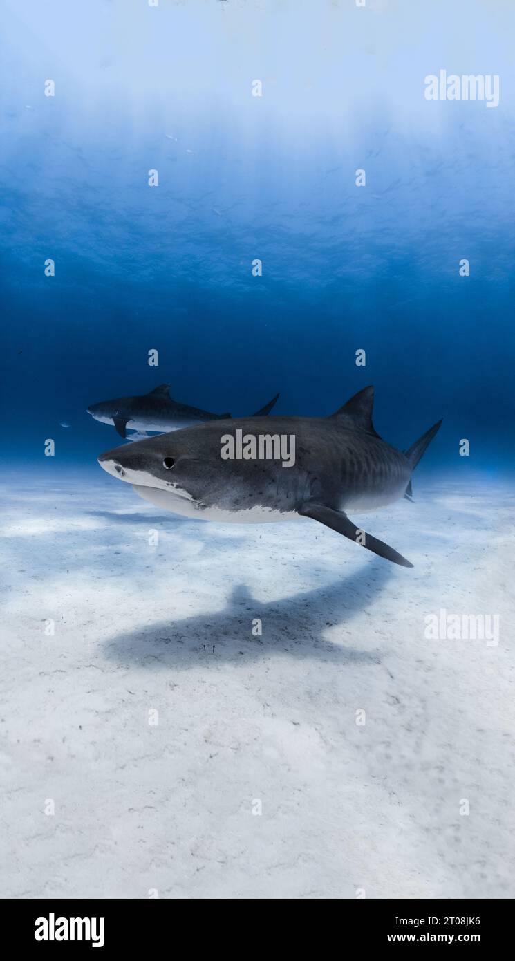 Shark chum hi-res stock photography and images - Alamy