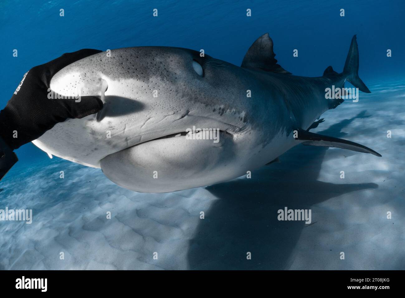 Shark nose hi-res stock photography and images - Alamy