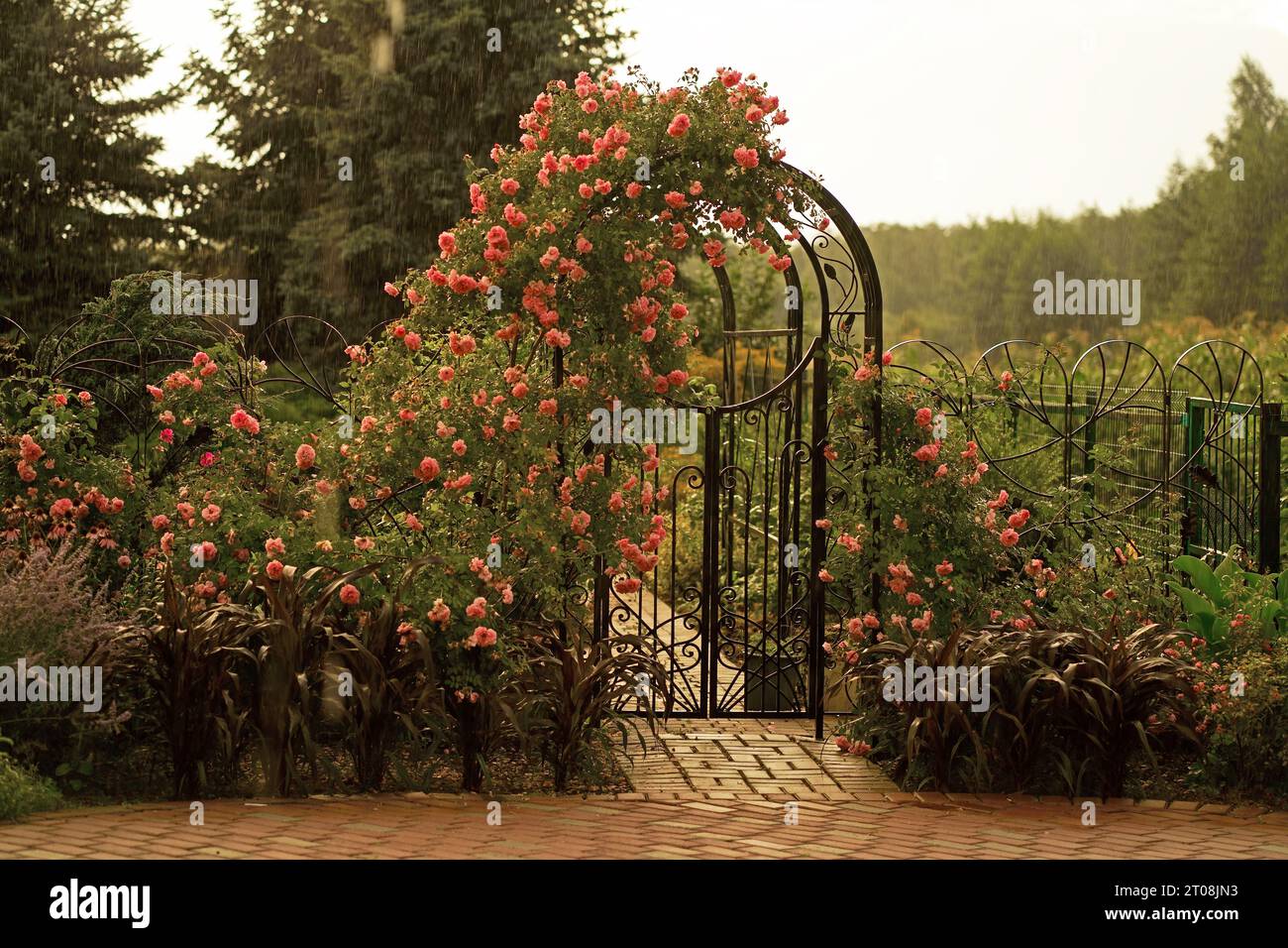 Climbing rose flowers over vintage open garden door . Beautiful summer ...