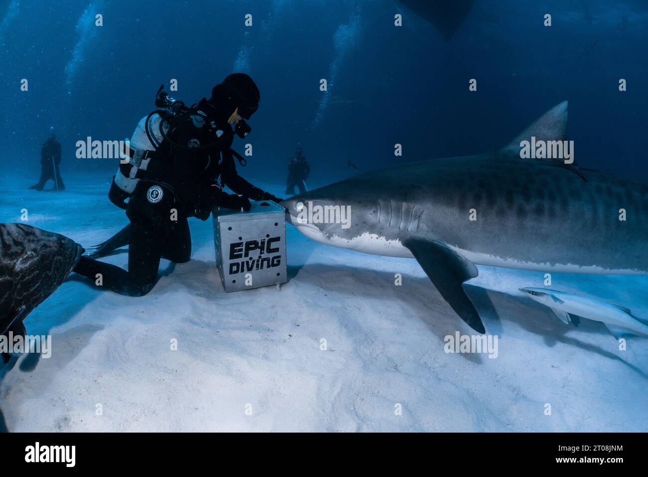 A shark being intrigued by the bucket. Grand Bahama, Bahamas ...