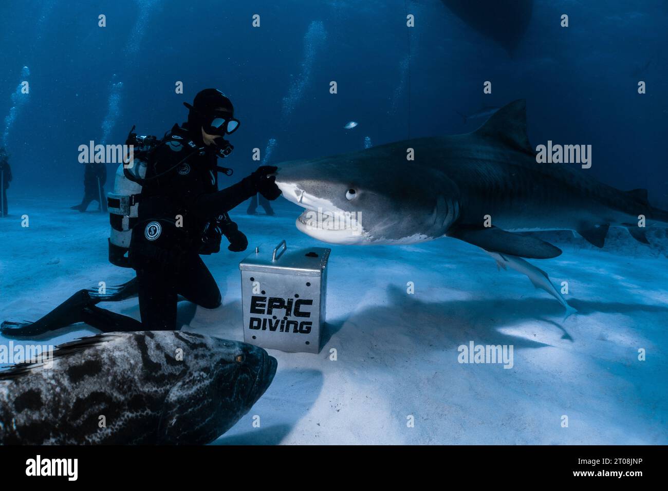 Putting his hand on the shark. Grand Bahama, Bahamas: INCREDIBLE IMAGES ...