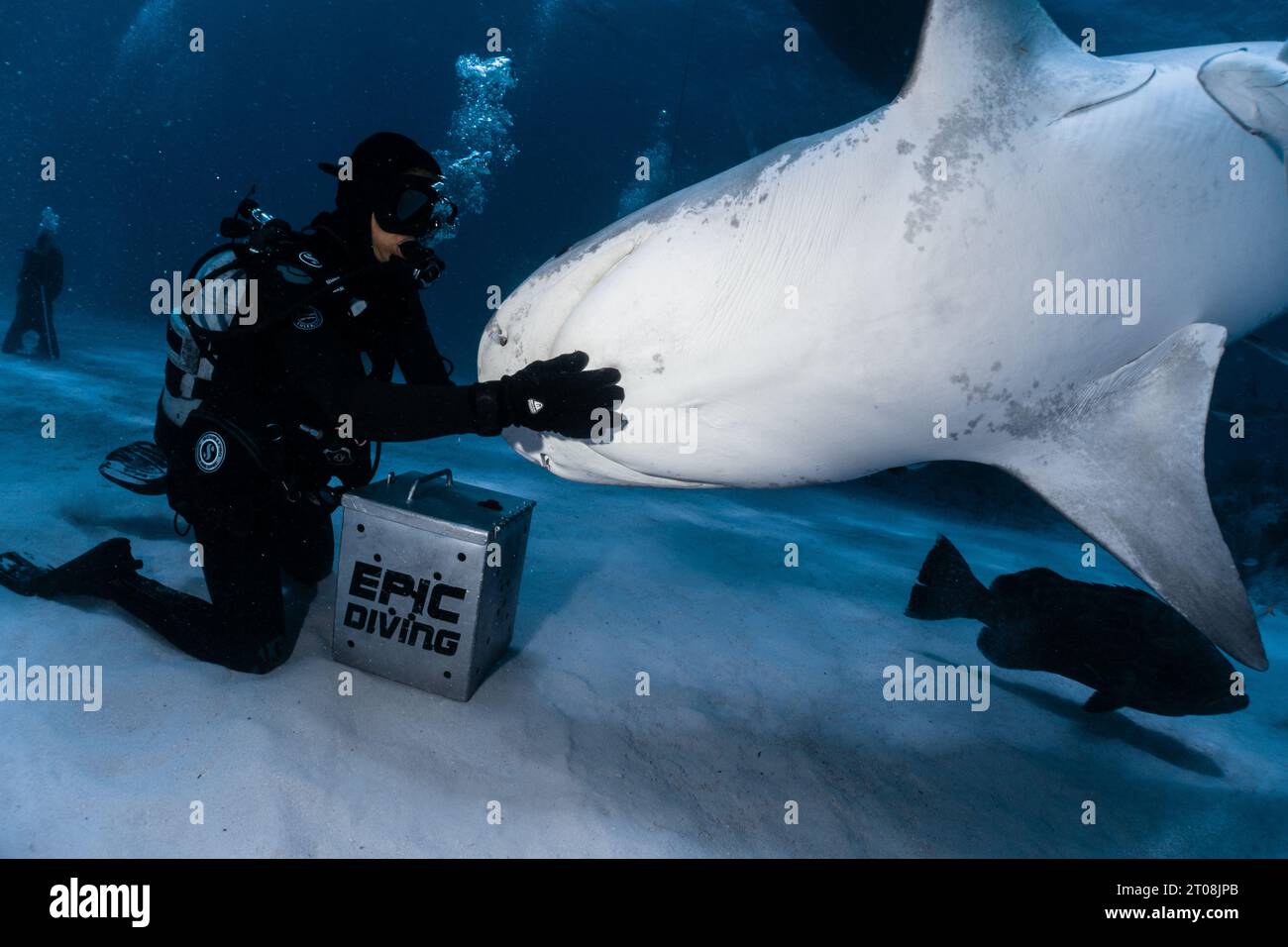 Petting the shark. Grand Bahama, Bahamas: INCREDIBLE IMAGES captured a ...