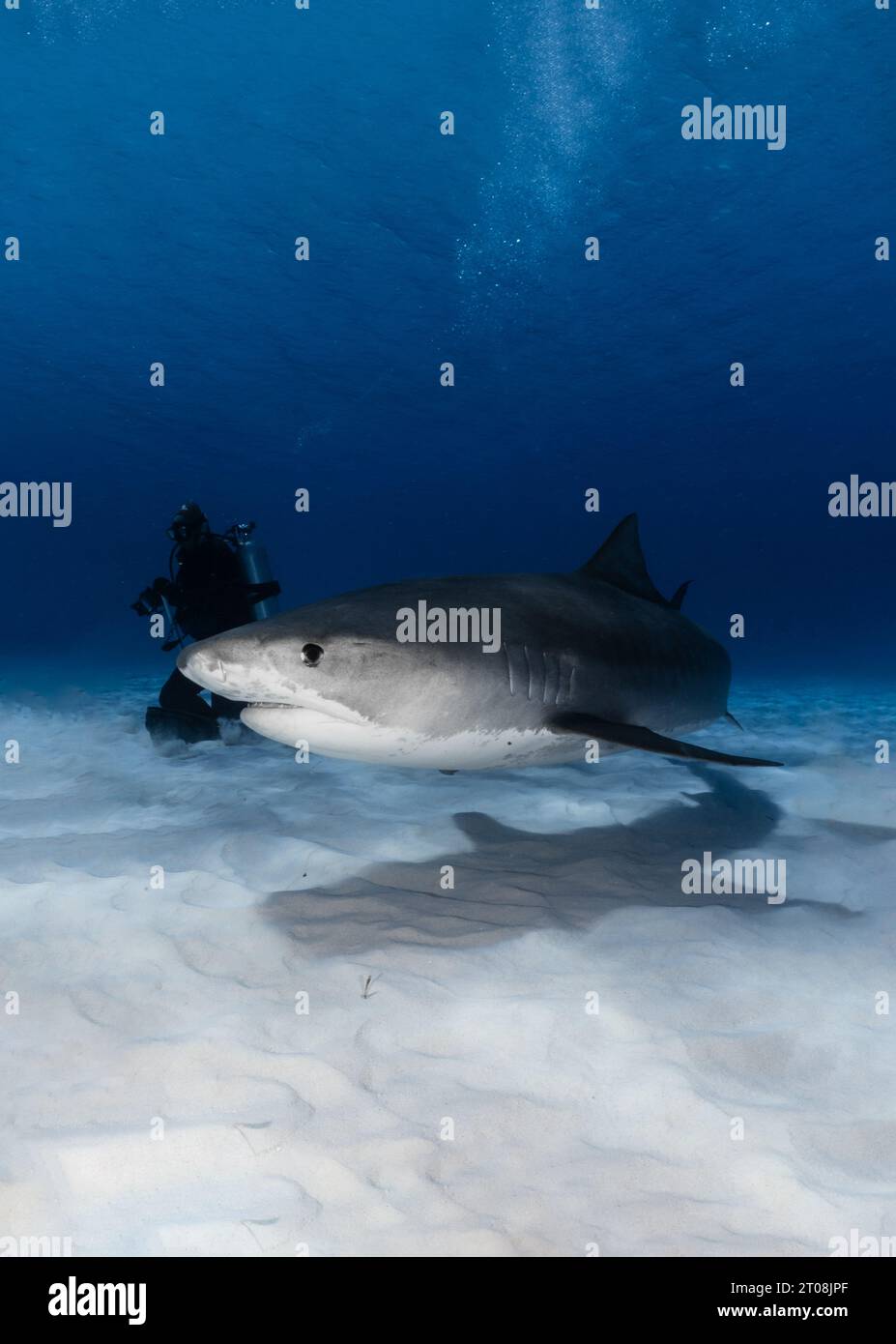 A shark swimming by. Grand Bahama, Bahamas: INCREDIBLE IMAGES captured ...