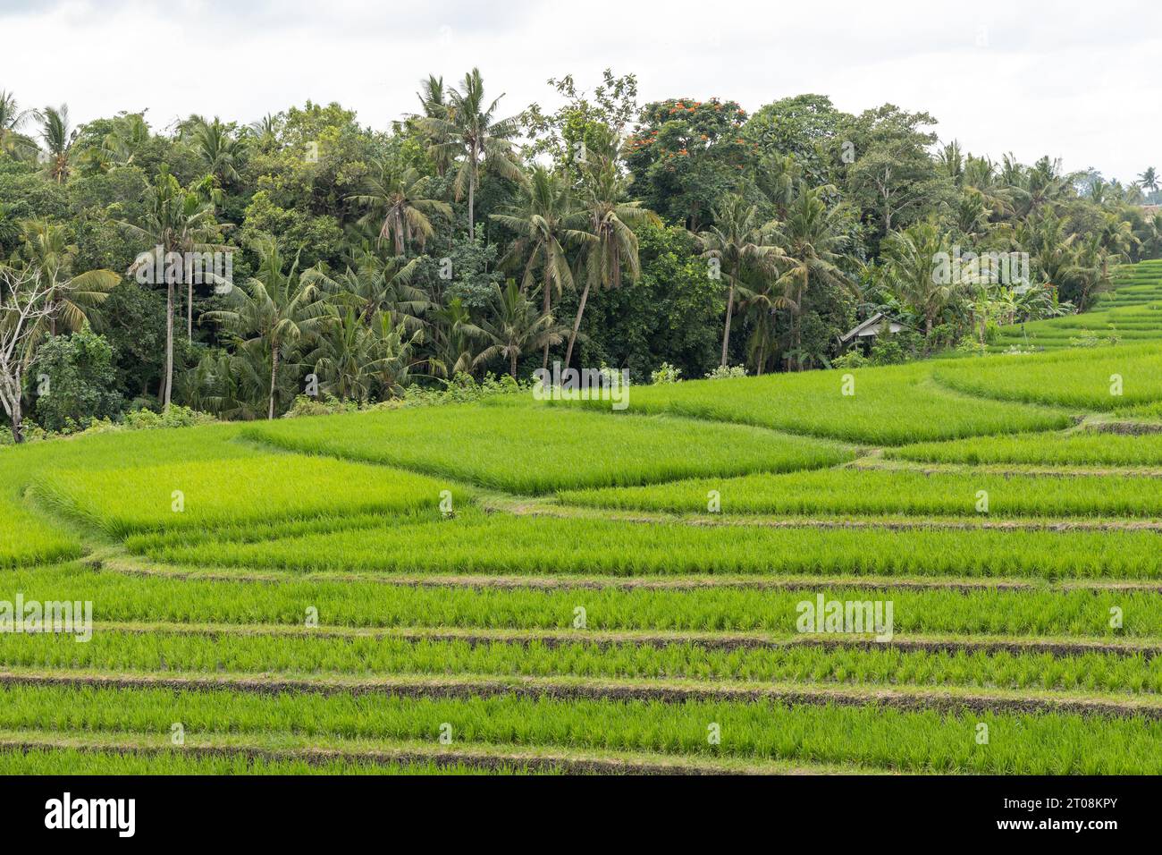 Rice paddies and forests in Bali Indonesia Stock Photo - Alamy