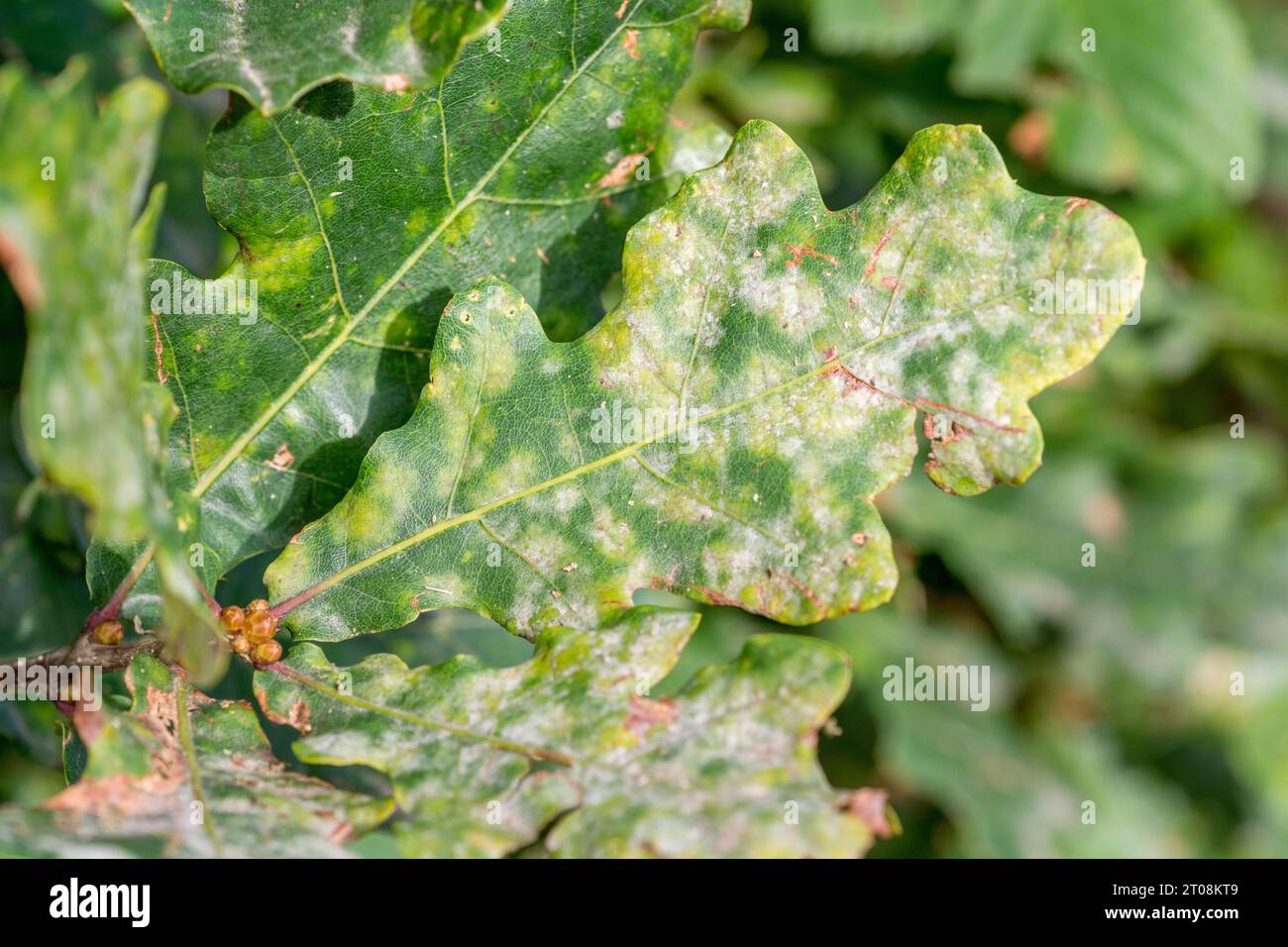 Oak leaves with powdery mildew fungus / leaf pathogen - possibly ...