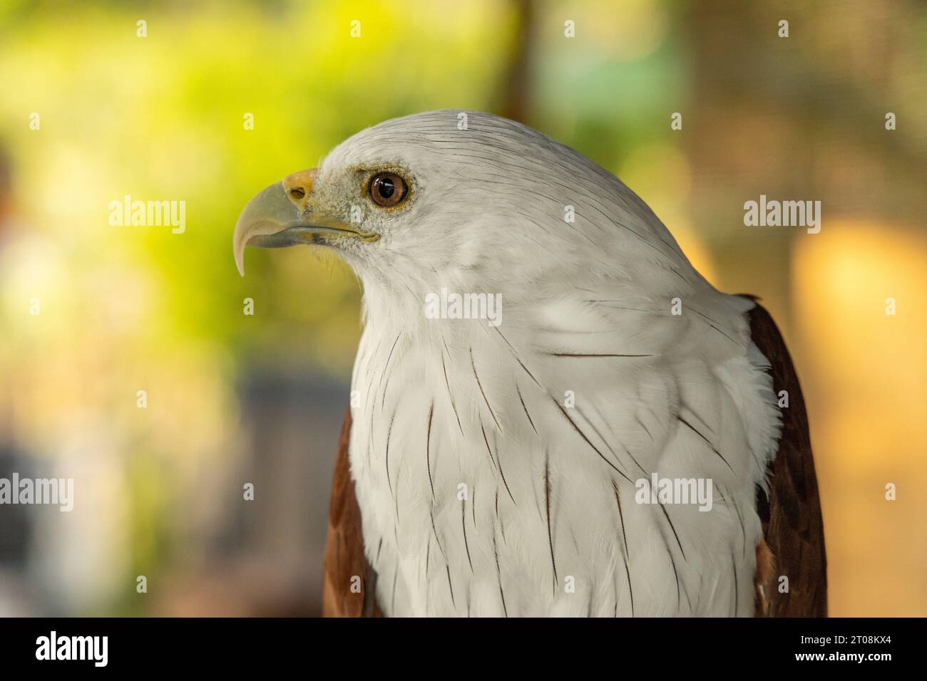 Brahminy kite (Haliastur indus) bird in Bali Indonesia, shot on the ...