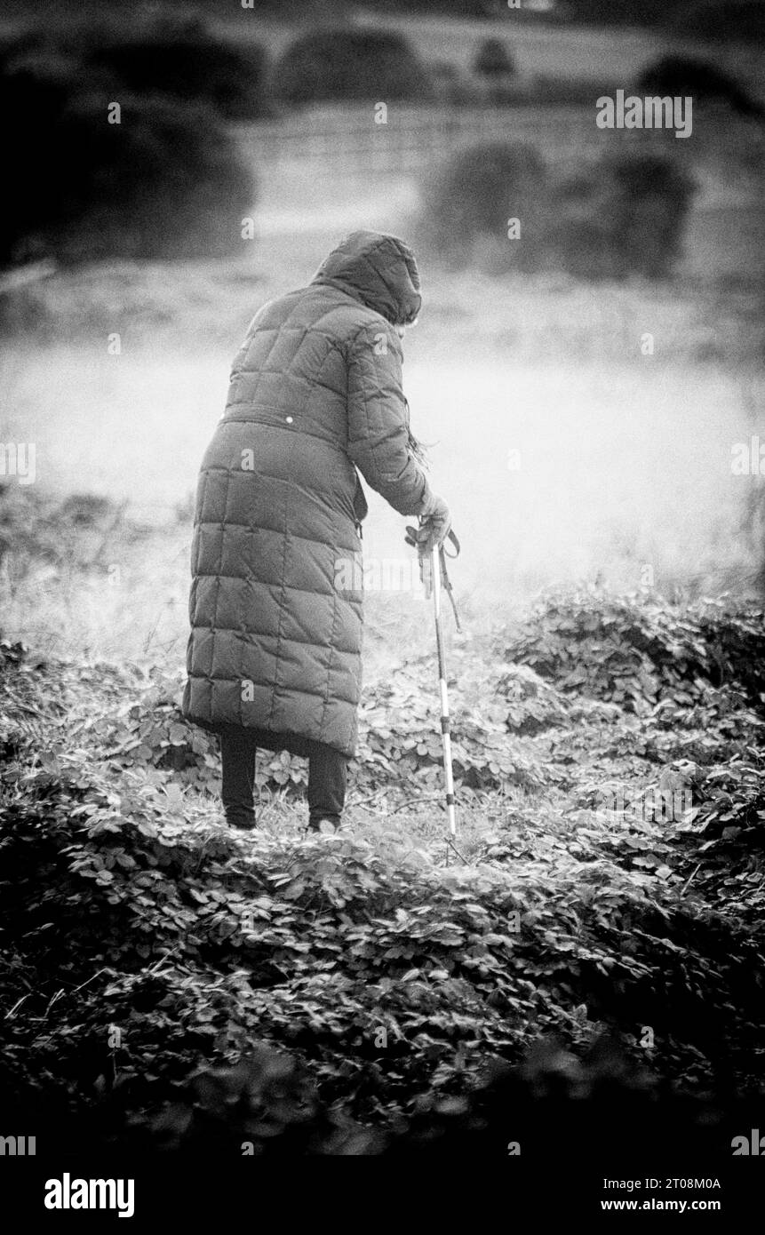 old woman with walking stick walking on path over heathland blakeney ...