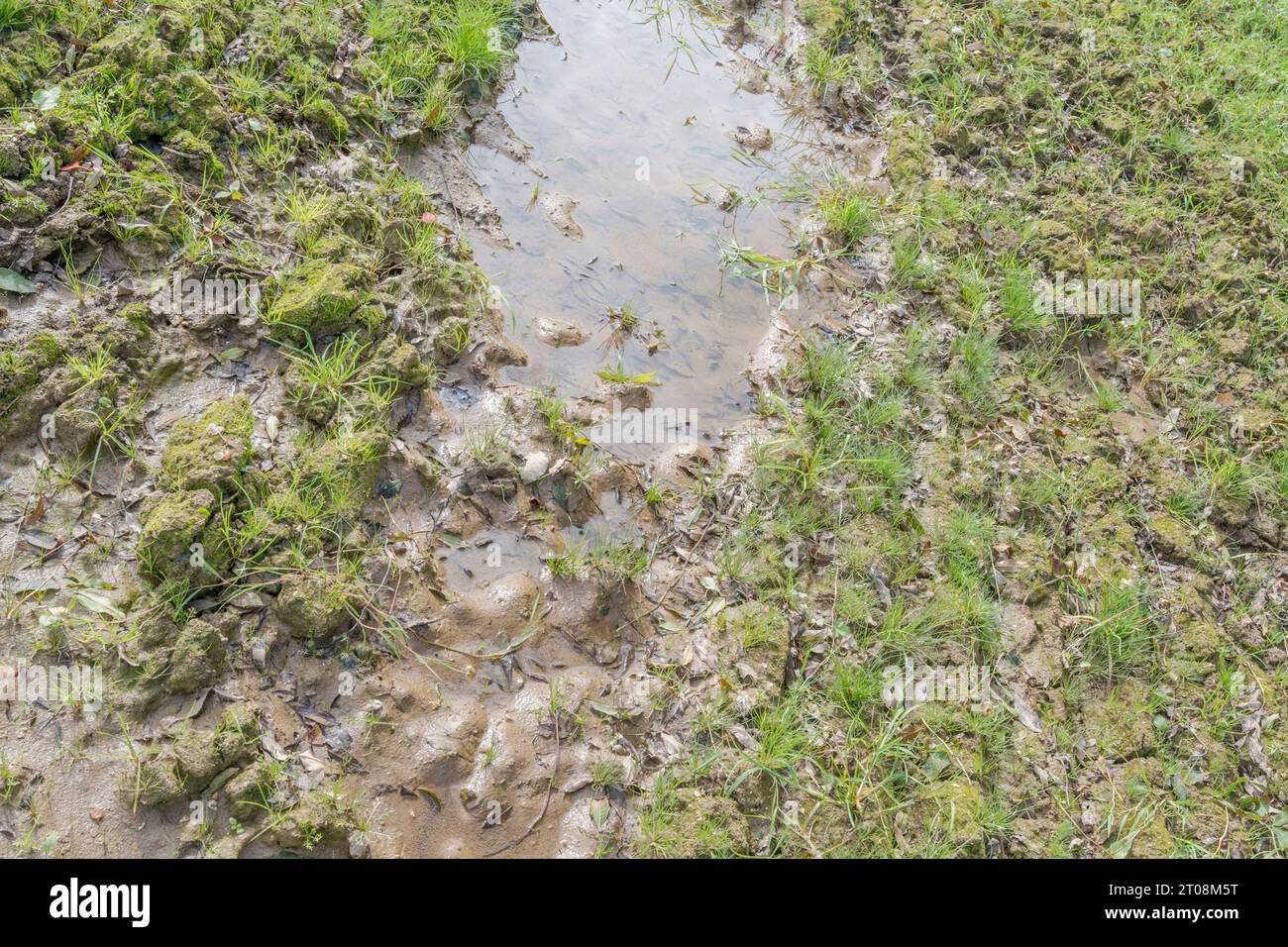 Autumnal post-harvested field waterlogged from autumn rains and bad ...