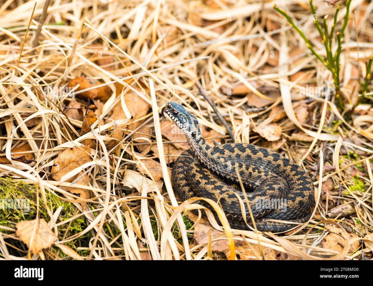 Wild common european viper (Vipera berus), brown, quite young animal ...