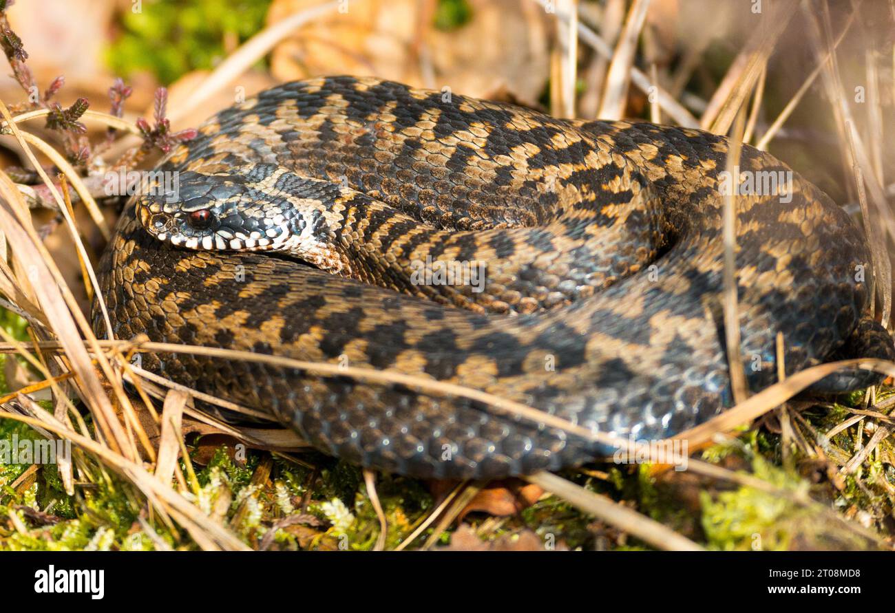 Quite brown hi-res stock photography and images - Alamy