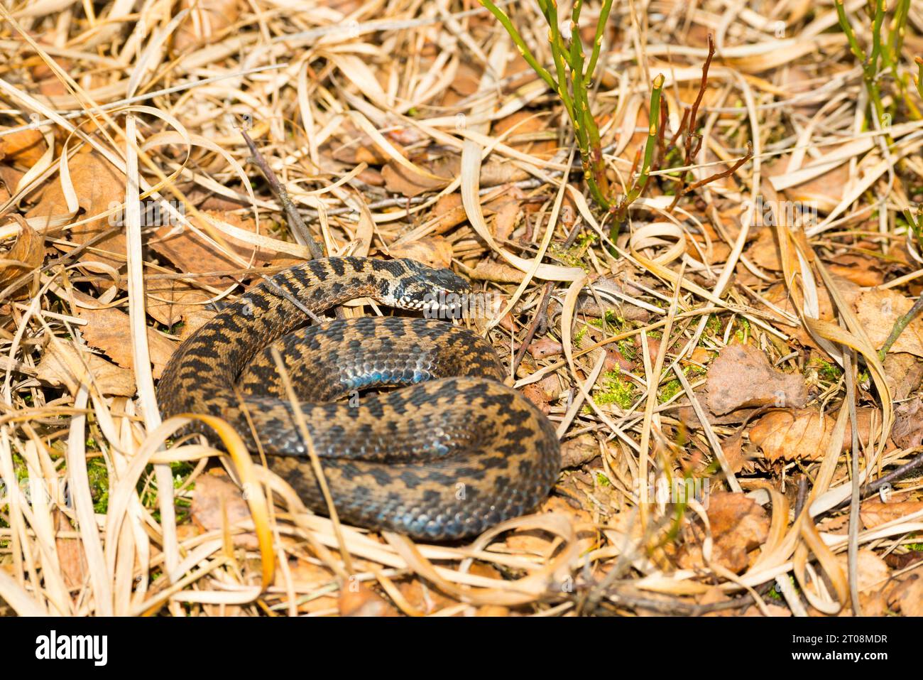 Wild common european viper (Vipera berus), brown, quite young animal ...