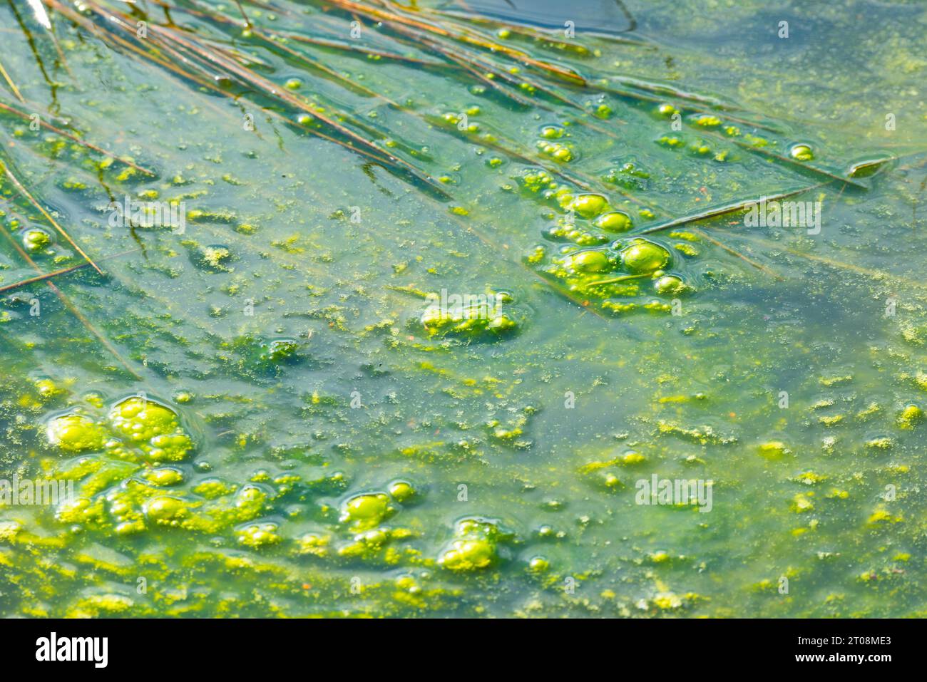 Algae, slime on the water surface, slimy bubbles, Pietzmoor nature ...
