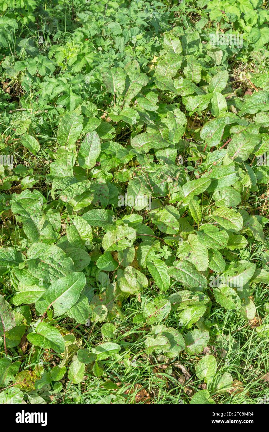 Mass of clustered Broad-leaved Dock / Rumex obtusifolius plants growing ...