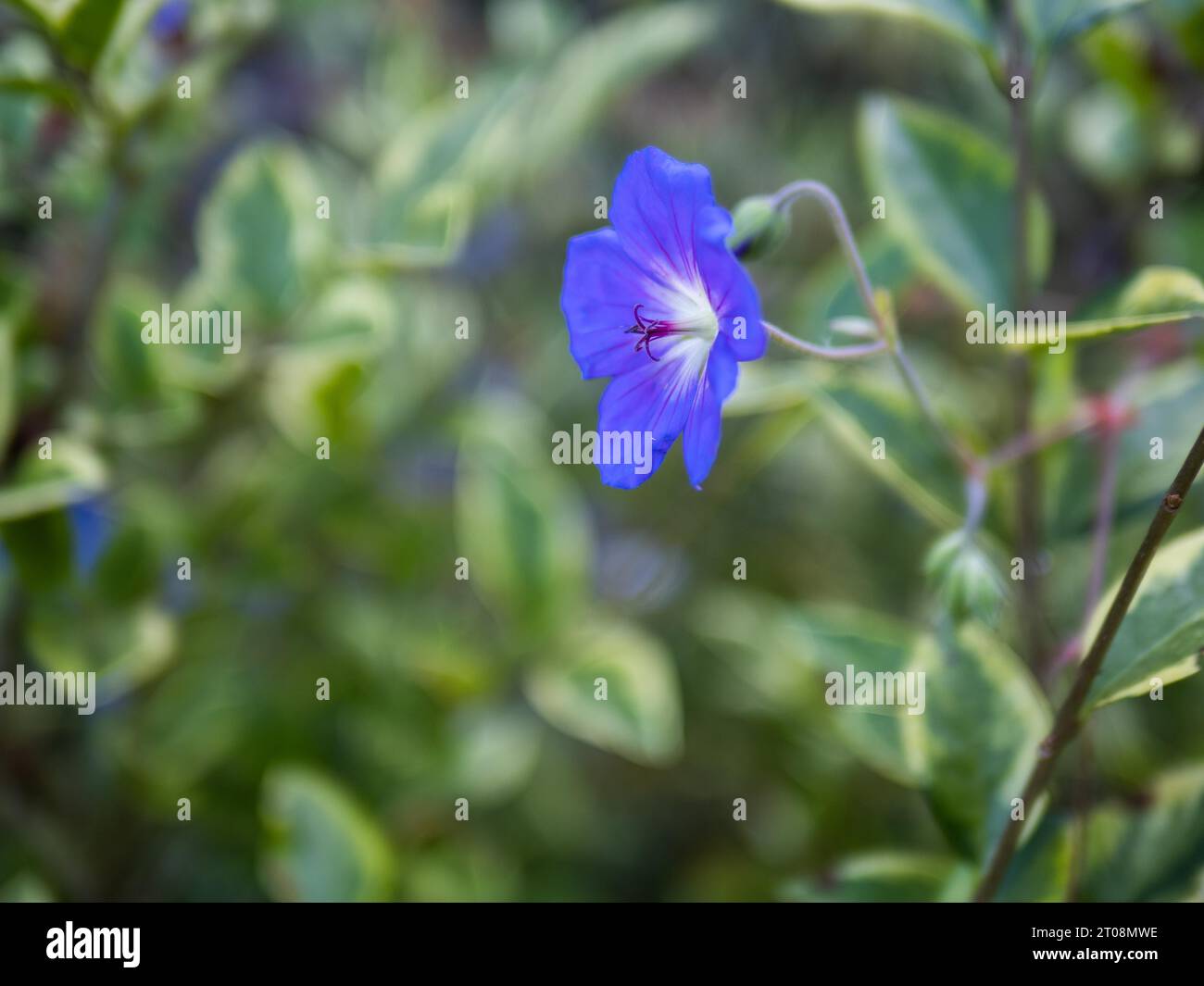 Cranesbill (Geranium wallichianum), Geraniaceae, Leoben, Styria ...