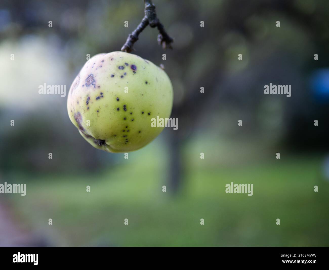Apple hanging on a branch, Leoben, Styria, Austria Stock Photo - Alamy