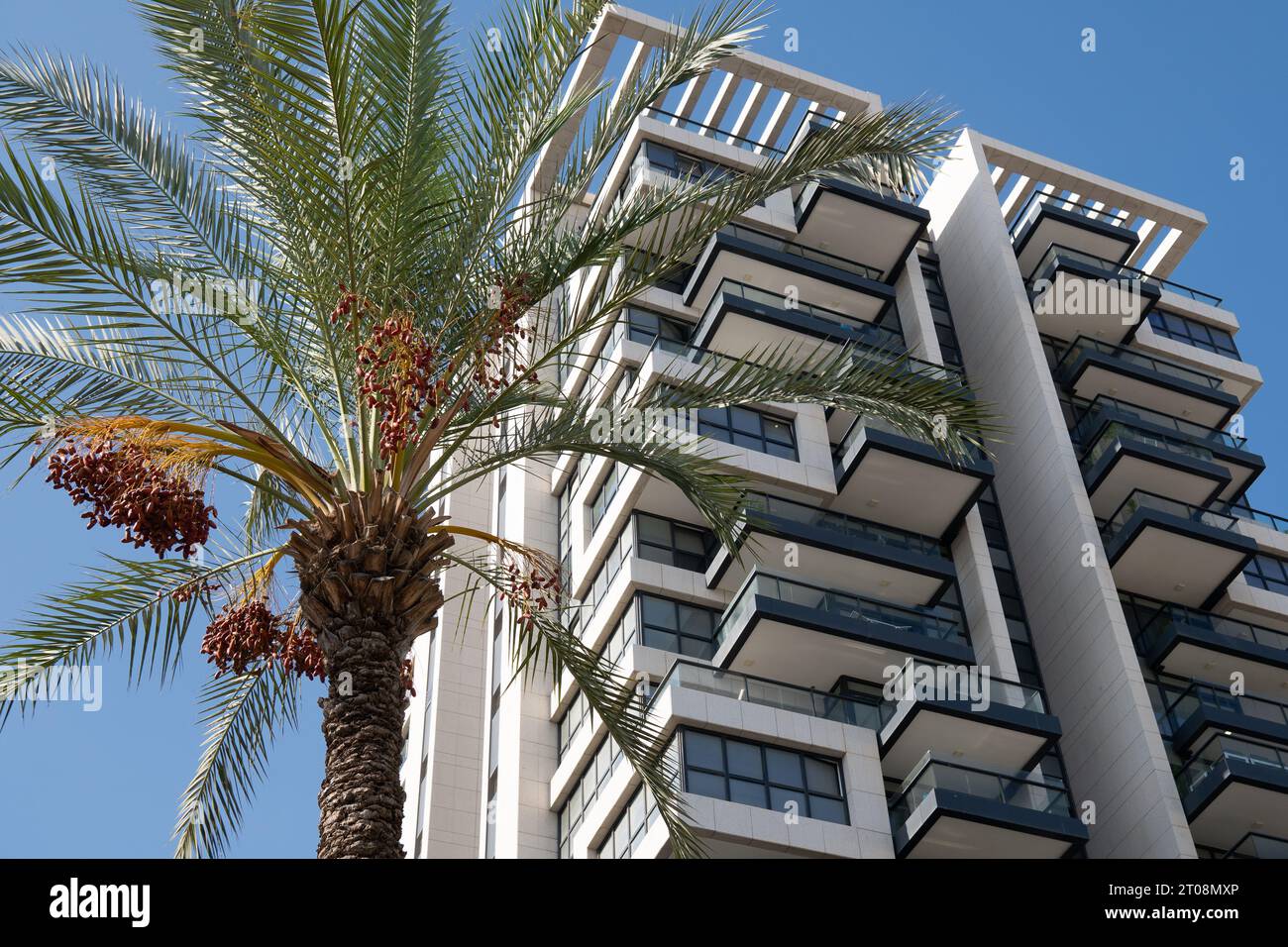 Palm tree israel israeli hi-res stock photography and images - Alamy