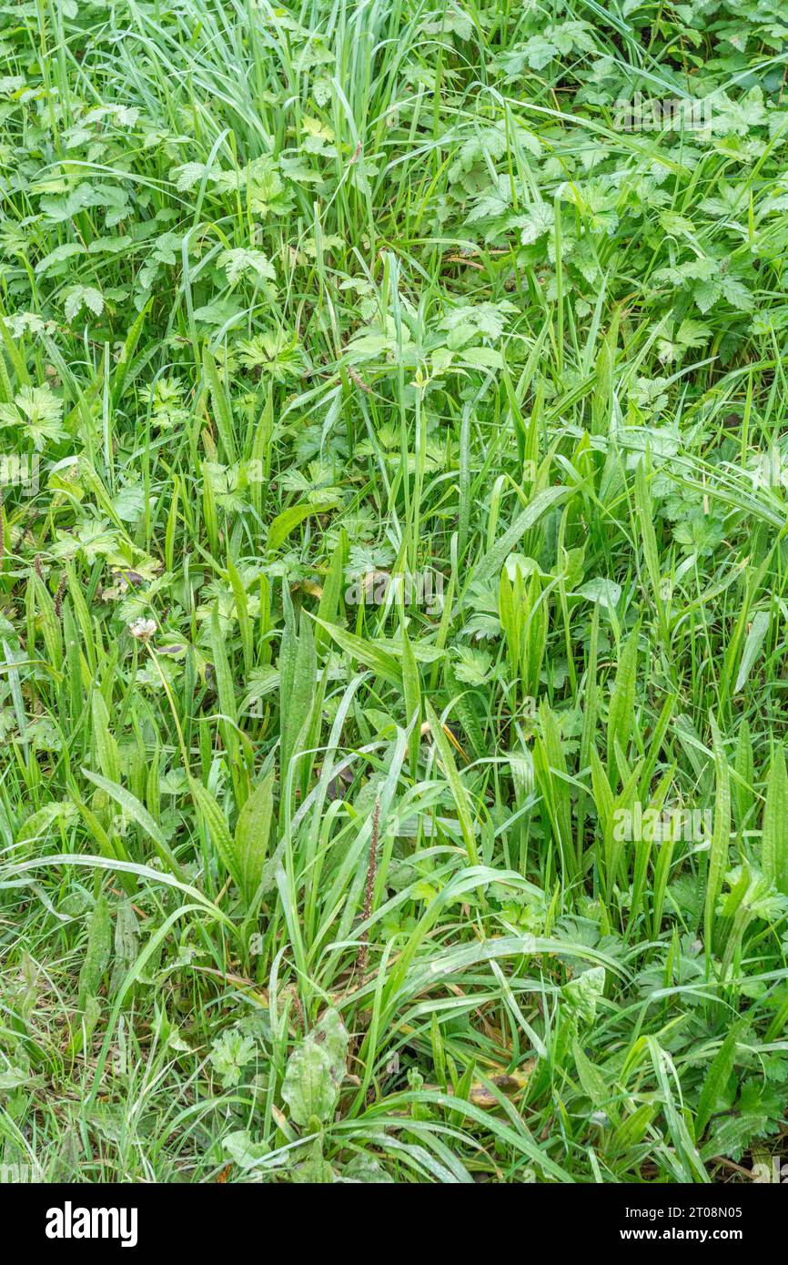 Ribwort Plantain / Plantago lanceolata growing among grass. Slightly ...