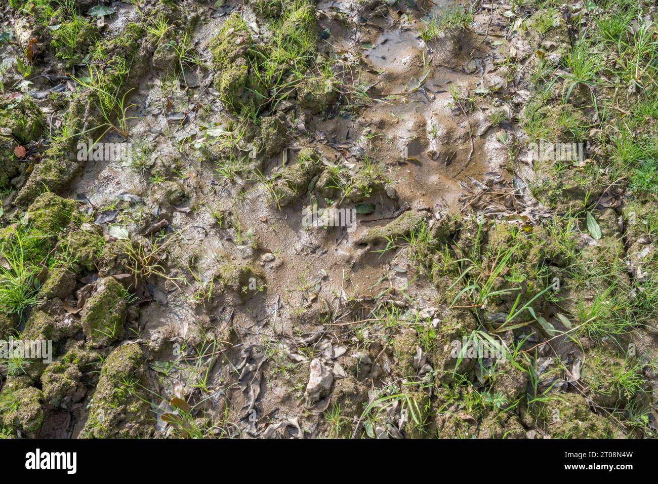 Field poor drainage hi-res stock photography and images - Alamy