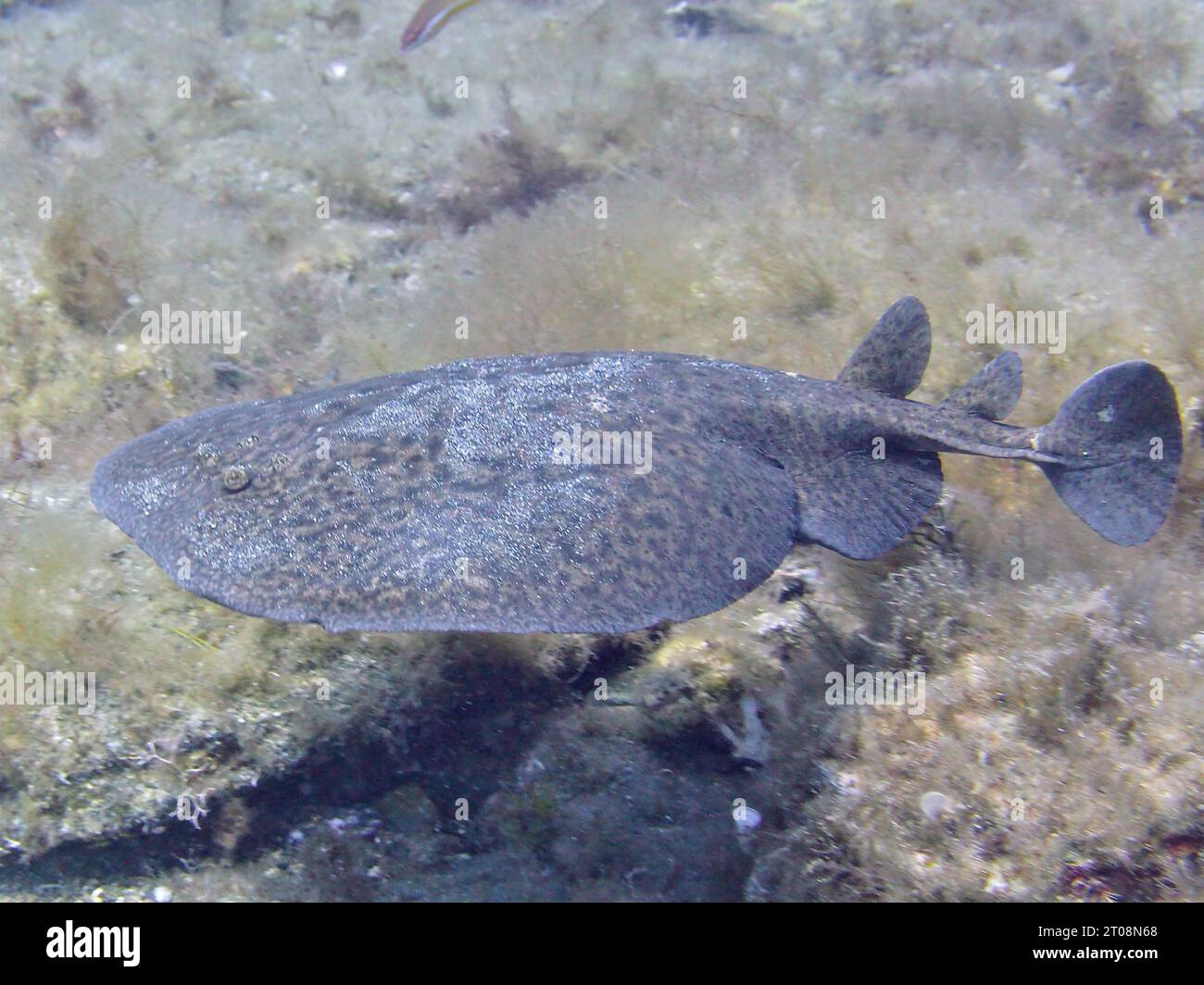 Marbled electric ray (Torpedo marmorata), Atlantic marbled tremor ray ...