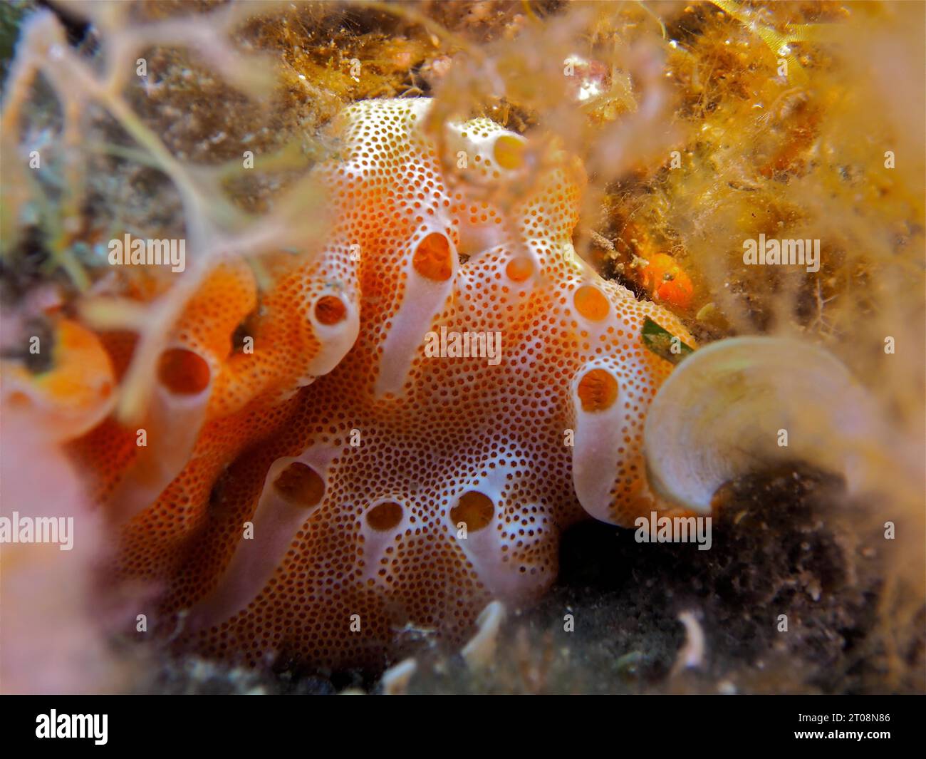 Mediterranean Sea Strawberry (Aplidium elegans), Sea Sheath, Dive Site ...