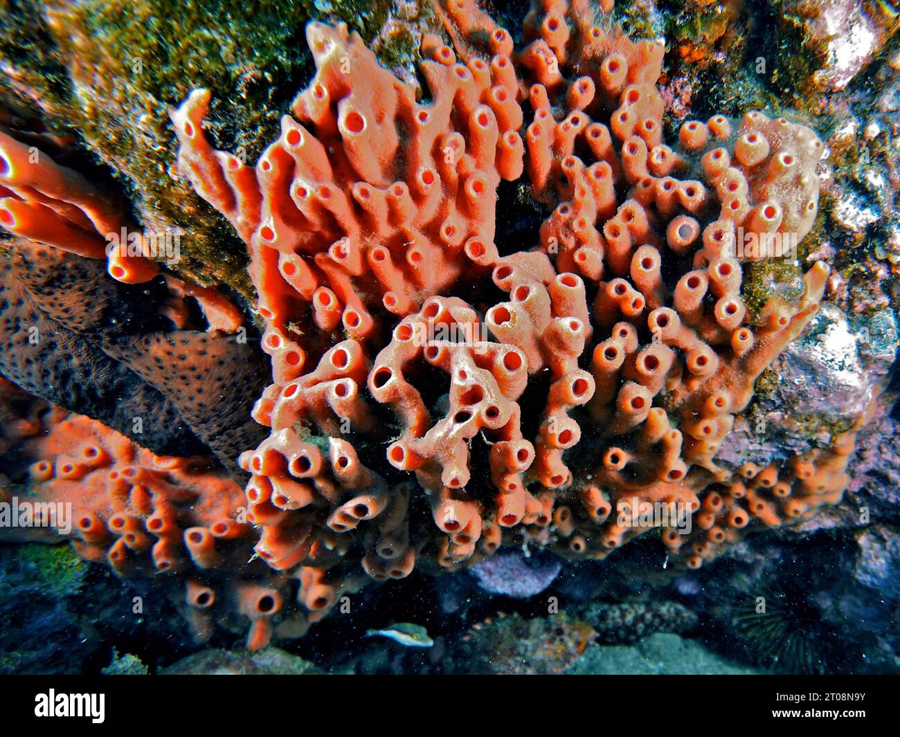 Pink cylinder sponge (Haliclona mediterranea), El Cabron marine reserve ...