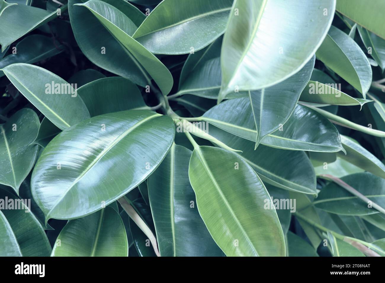 Natural Leaf Texture Background. Closeup of Green Fiddle Fig, Ficus ...