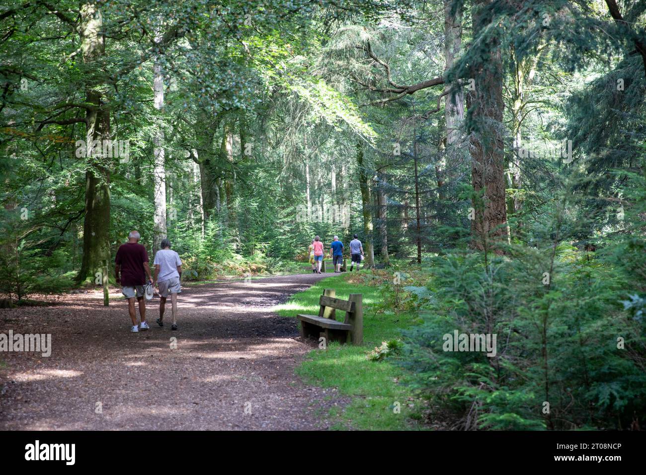 Tall Trees Trail in the New Forest, people walking the circular trail ...