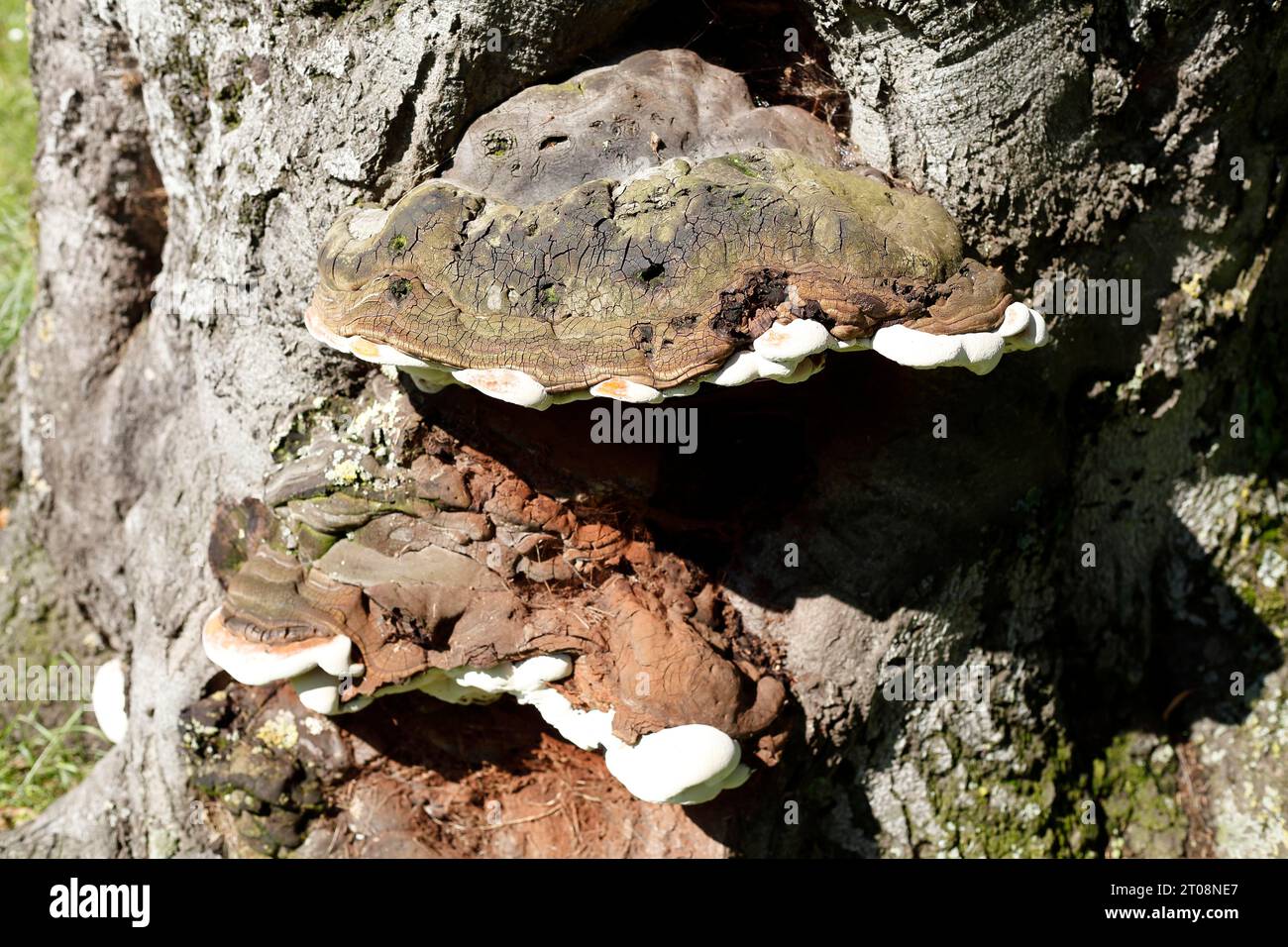 Tree sponge, fungus on a tree trunk, tree fungus, Germany Stock Photo ...