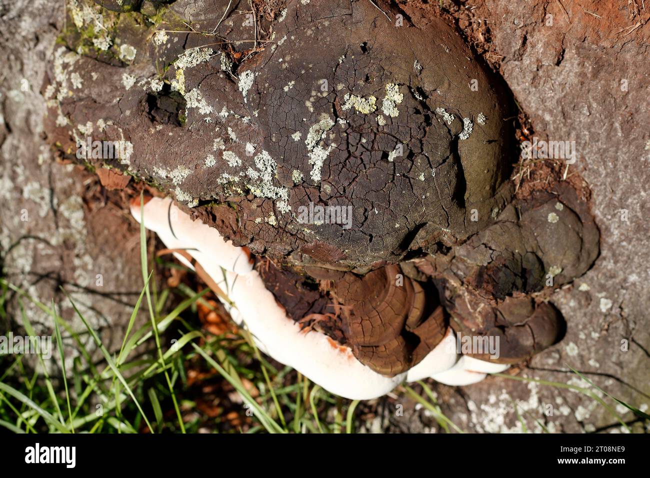 Tree sponge, fungus on a tree trunk, tree fungus, Germany Stock Photo ...