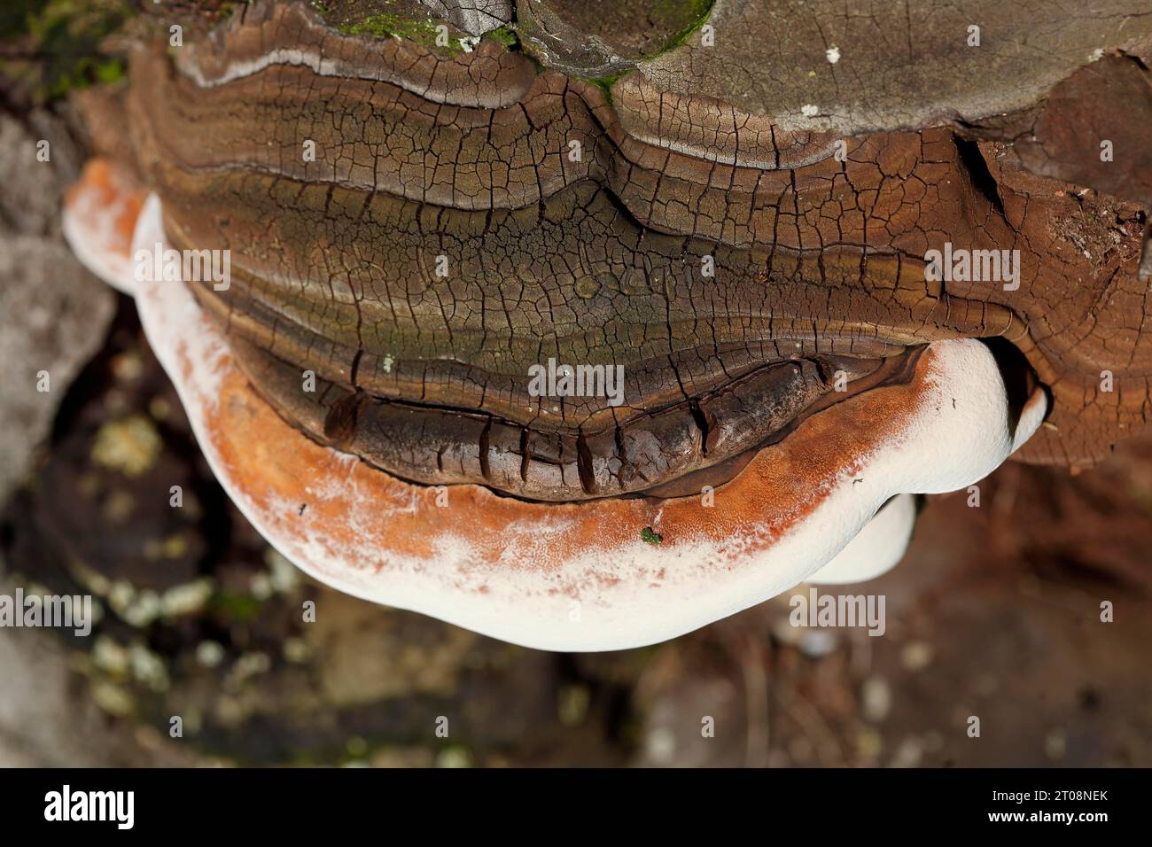 Tree sponge, fungus on a tree trunk, tree fungus, Germany Stock Photo ...