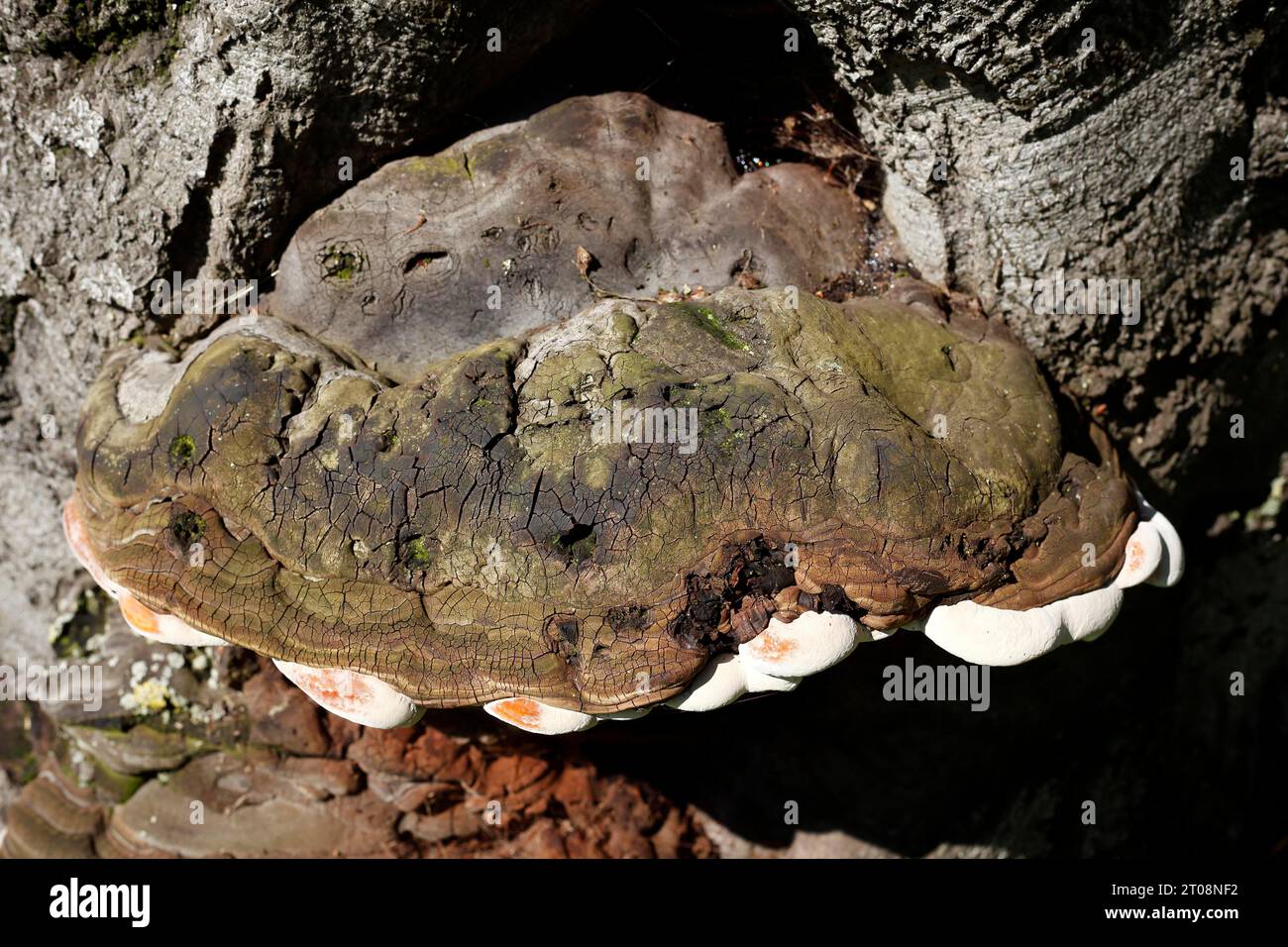 Tree sponge, fungus on a tree trunk, tree fungus, Germany Stock Photo ...
