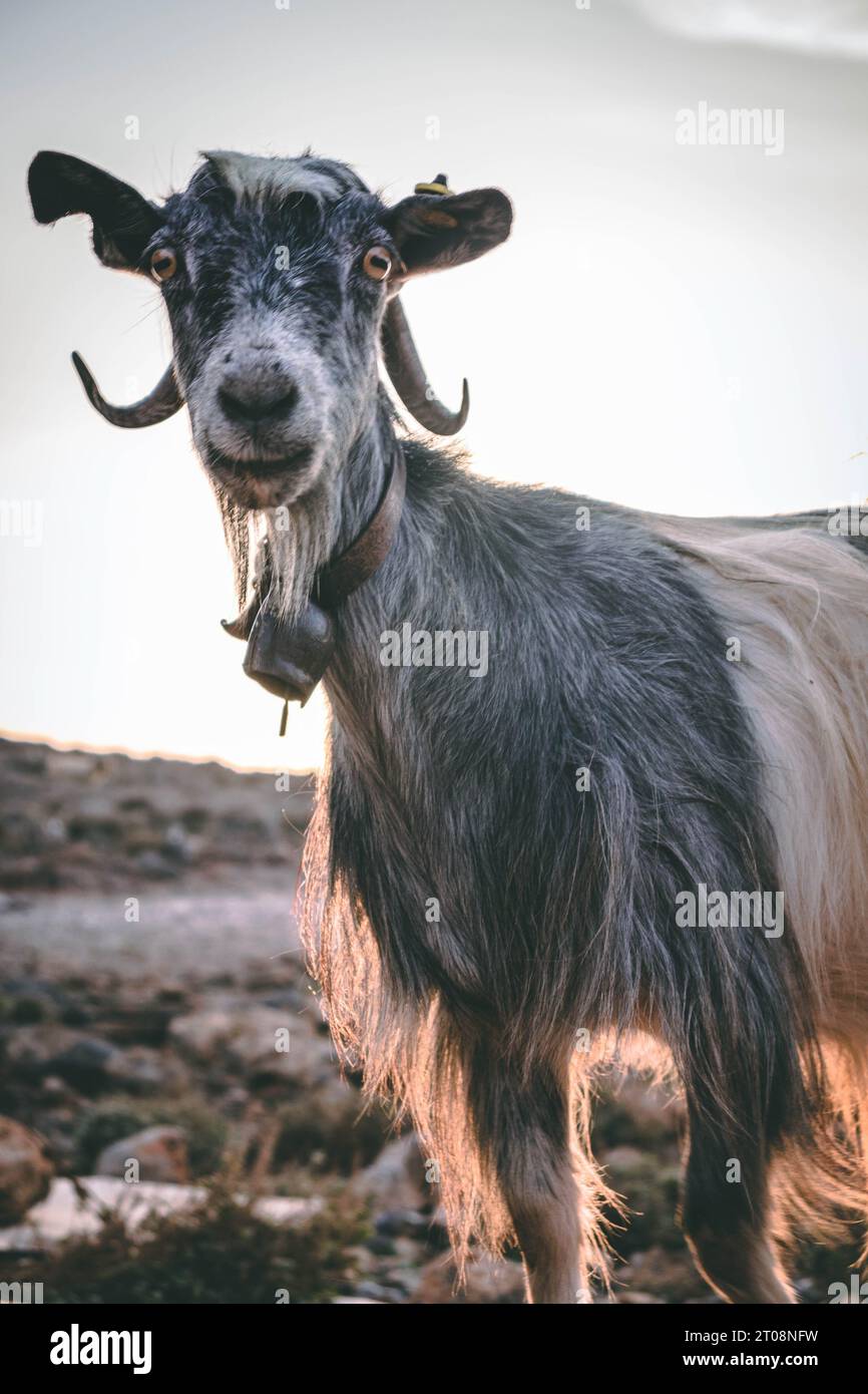 a goat looking at the camera at sunset Stock Photo - Alamy