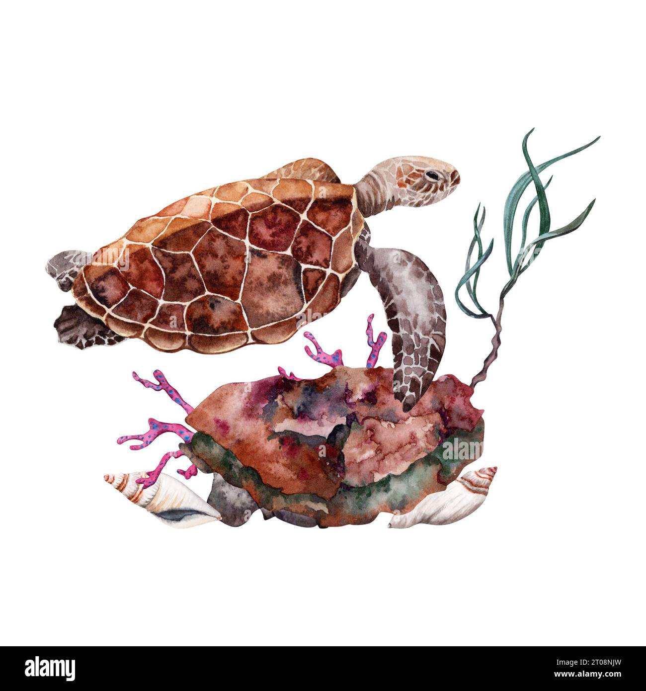 Sea turtle swimming over coral reef rock with seaweed. Hand drawn ...