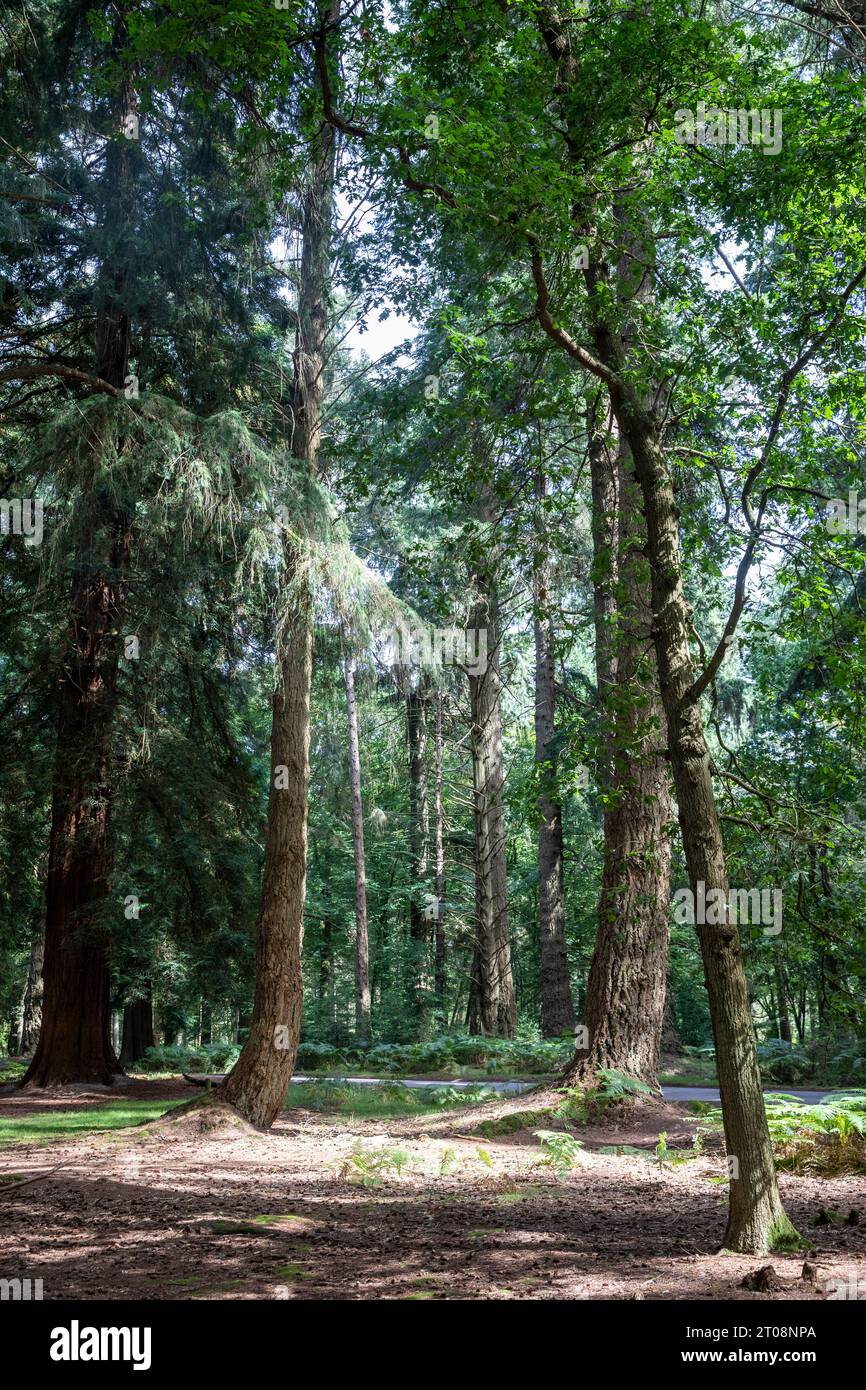 Tall Trees Trail walk near Brockenhurst,New Forest National Park ...
