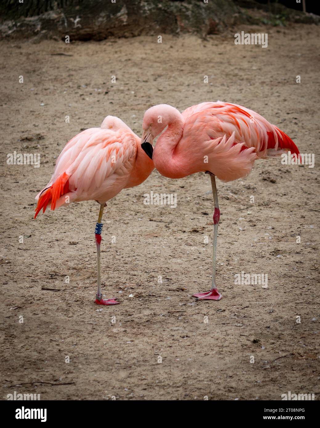 Two flamingos standing near each other Stock Photo - Alamy