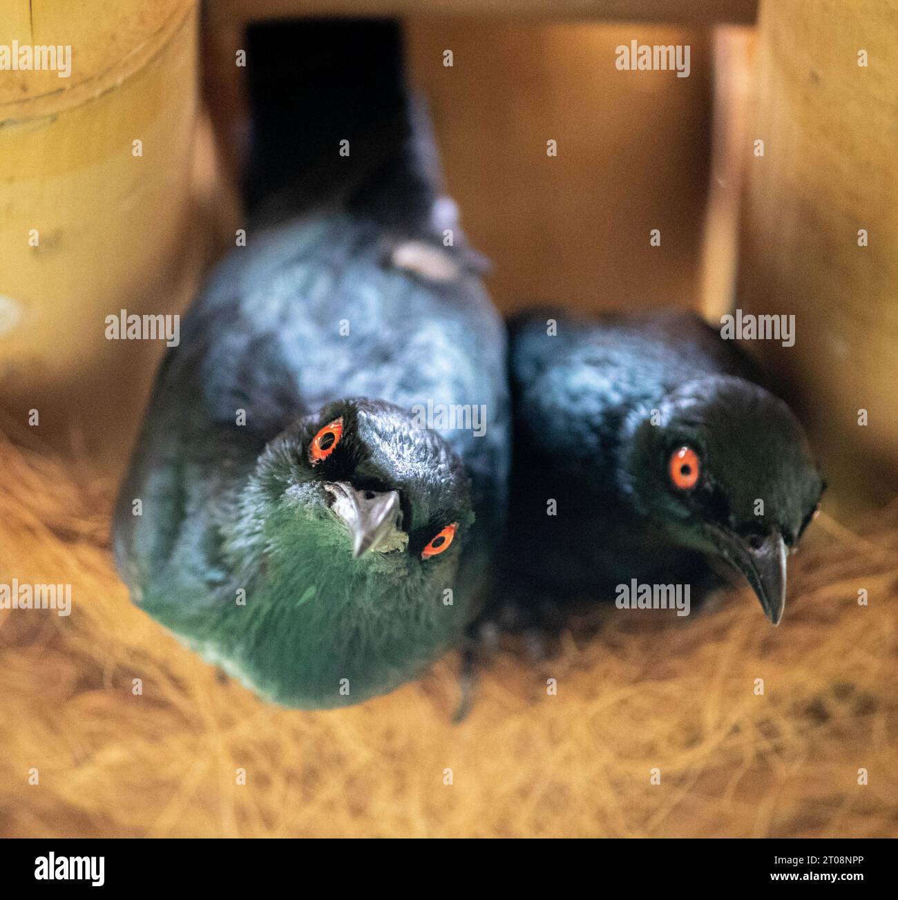 A pair of birds with distinct beaks in a wildlife scene Stock Photo - Alamy