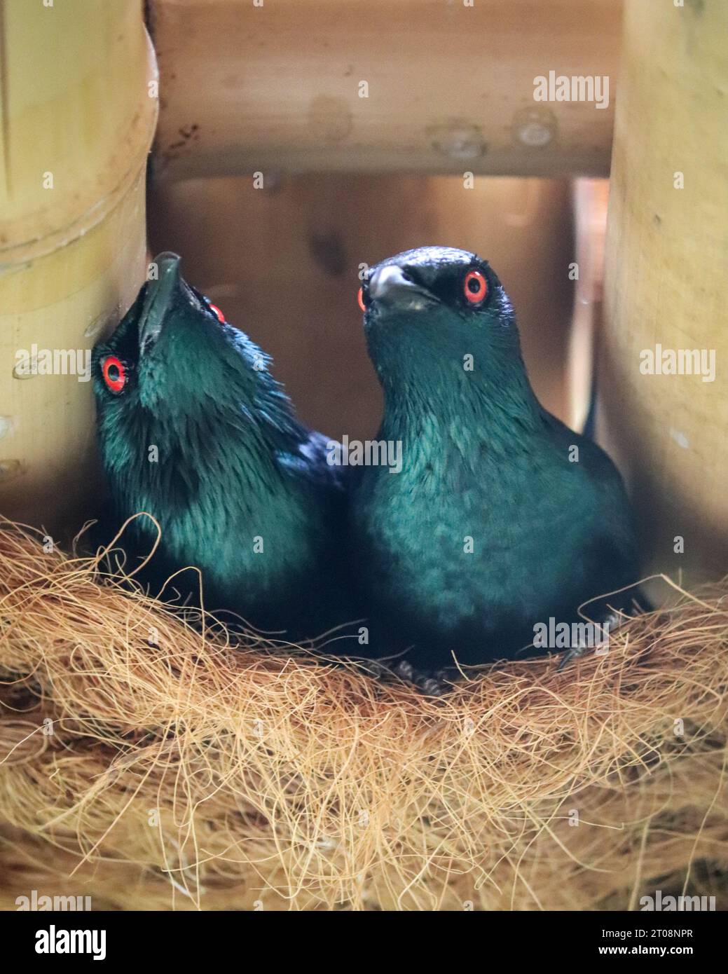 A pair of birds with distinct beaks in a wildlife scene Stock Photo - Alamy