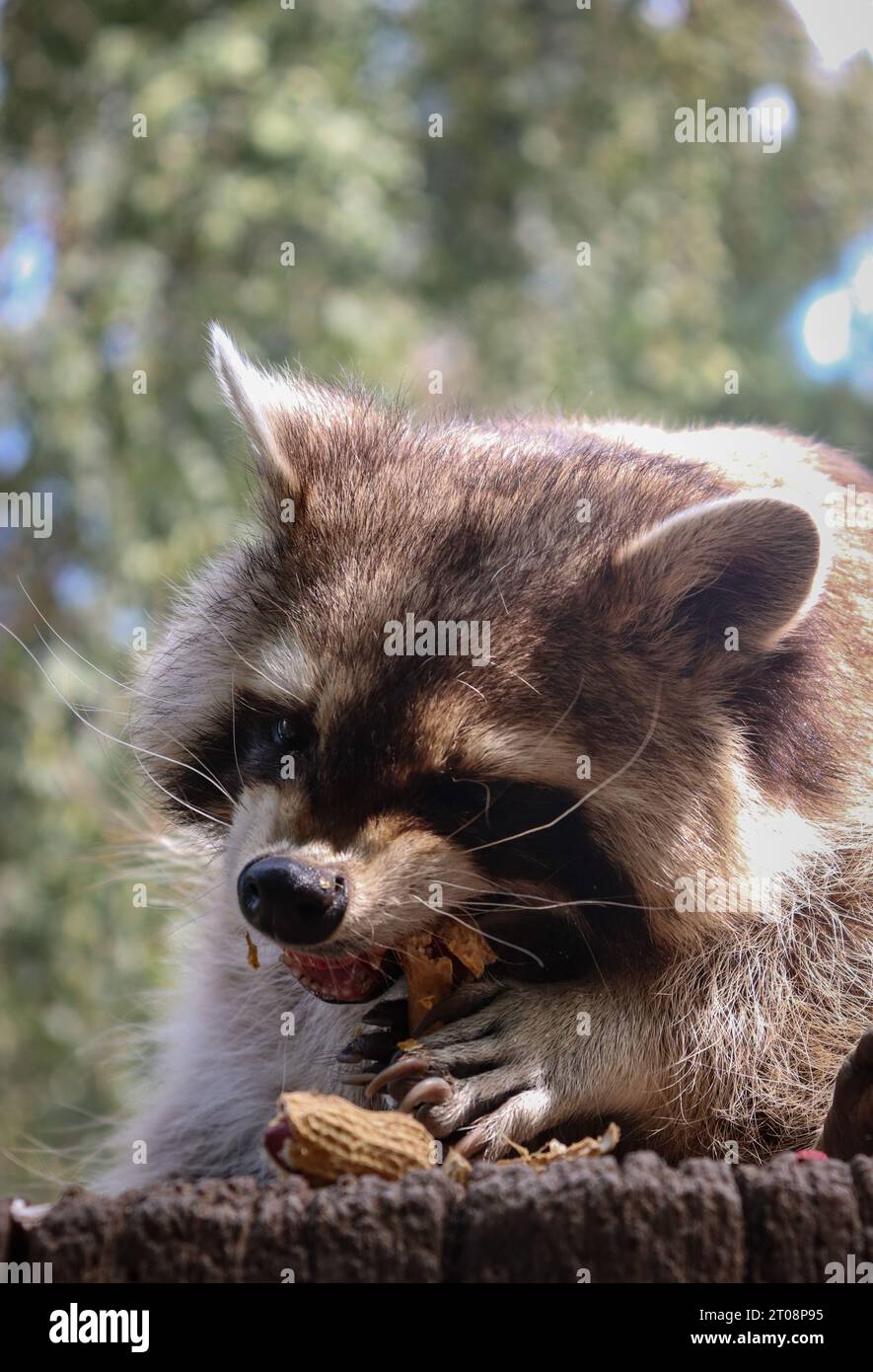 Racoon up close hi-res stock photography and images - Alamy