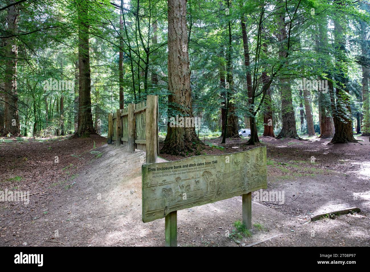 Tall Trees Trail walk near Brockenhurst,New Forest National Park ...