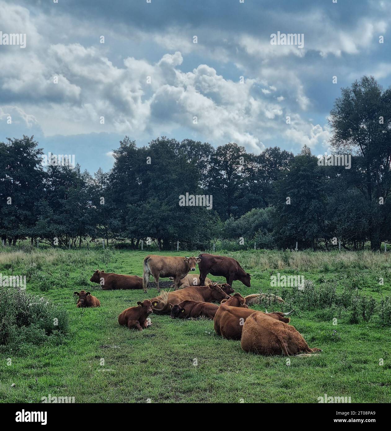 cows laying a a grass field Stock Photo - Alamy