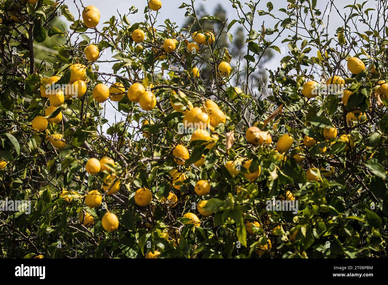 Meladeia hi-res stock photography and images - Alamy