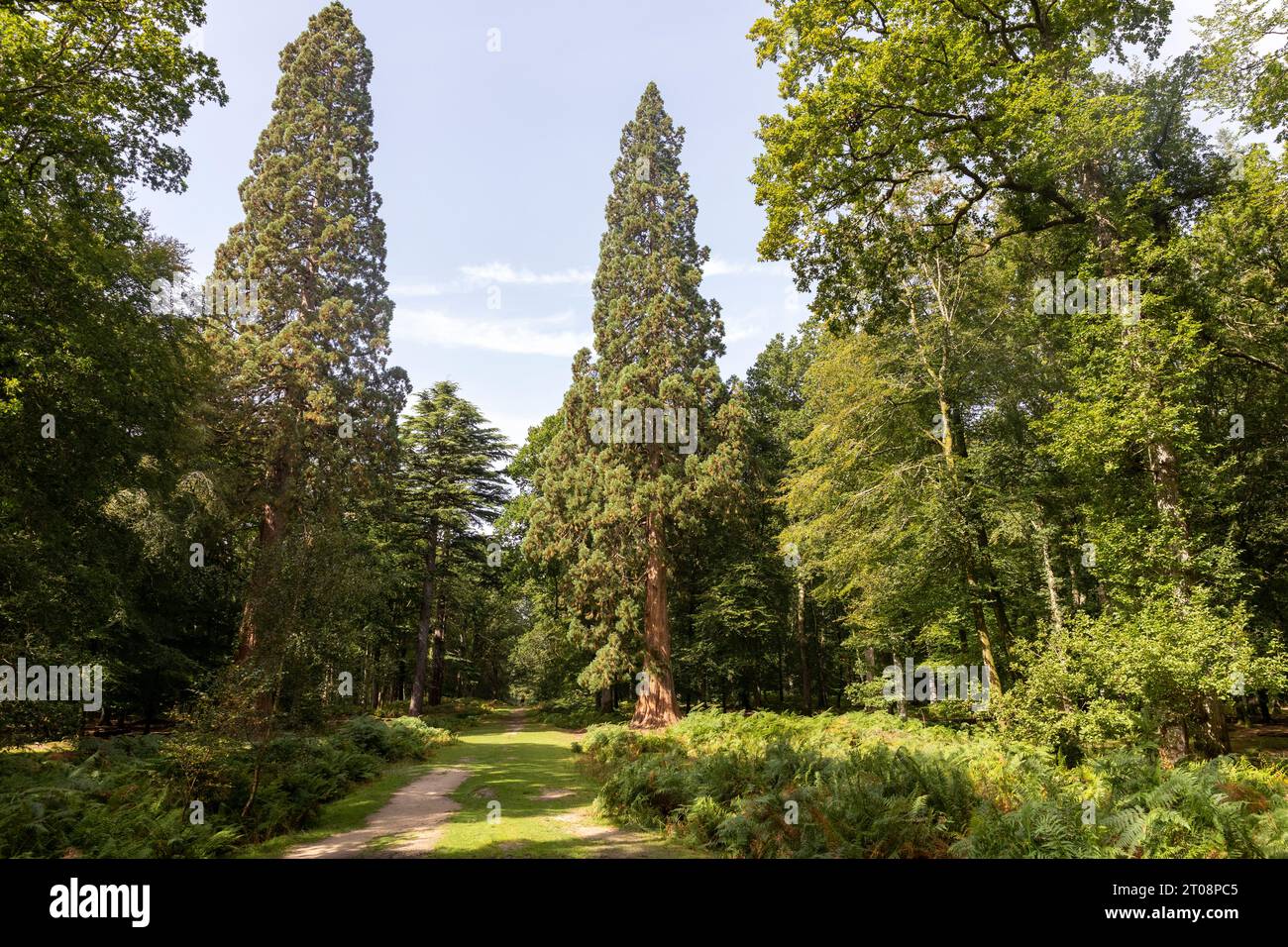 Sequoiadendron giganteum giant redwood trees Wellingtonia on the Tall ...