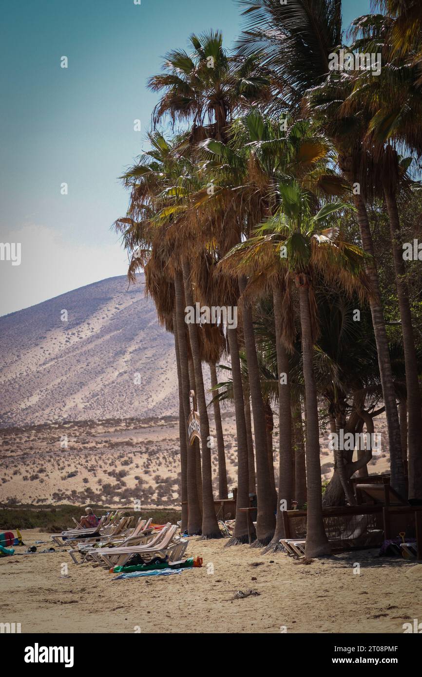 View of palm trees and beach bunks under them Stock Photo - Alamy