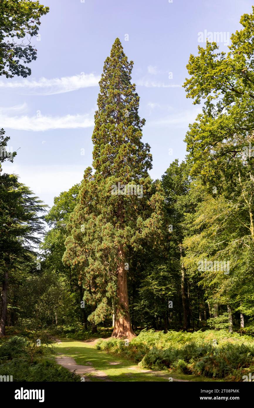 Sequoiadendron giganteum giant redwood trees Wellingtonia on the Tall ...
