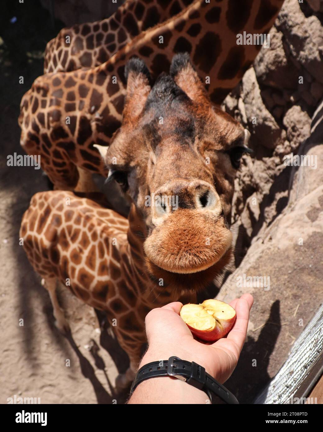 Giraffe eating fruit hi-res stock photography and images - Alamy