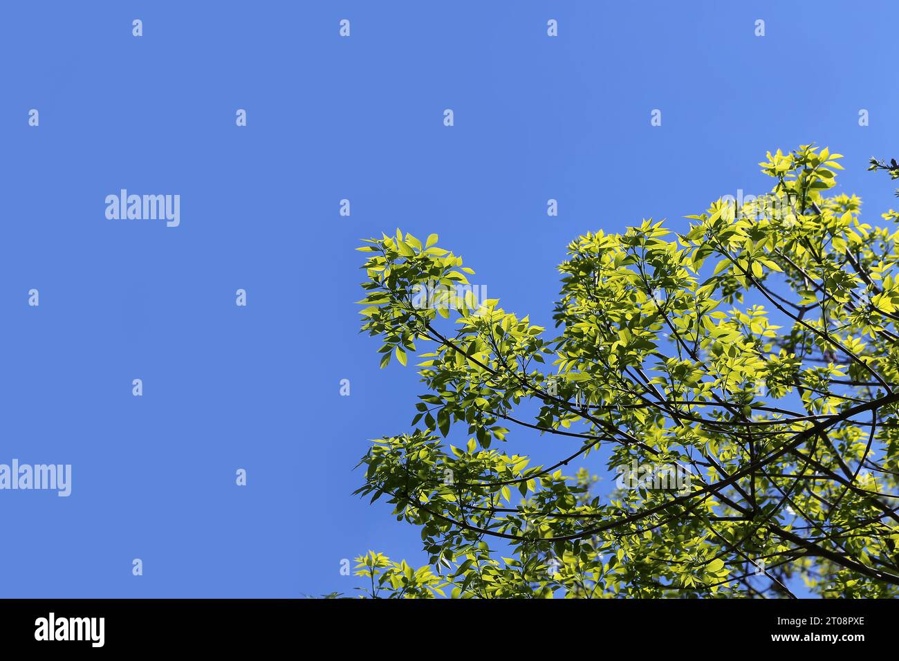 Branch of a green tree in the blue sky background Stock Photo - Alamy