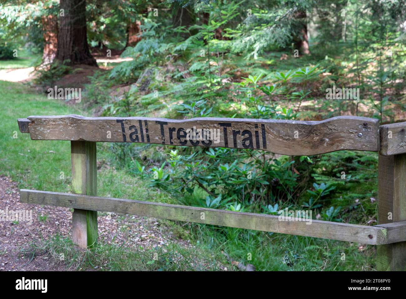 Tall Trees trail and wooden sign, Brockenhurst,New Forest National Park ...